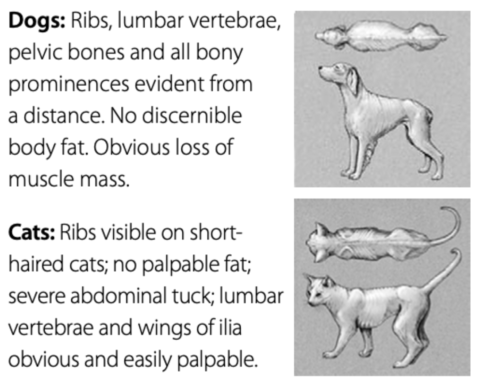 How To Assess Your Pet’s Body Condition Score - Veterinary Center of ...